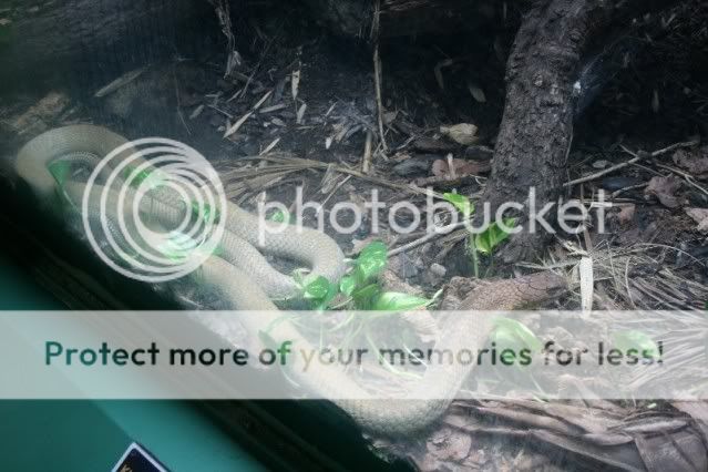 London Zoo Reptile House (pic heavy) - Reptile Forums