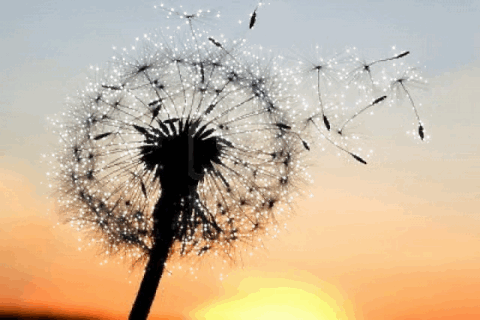9638844-a-dandelion-blowing-seeds-in-the-wind-480x3201.gif (480×320 ...